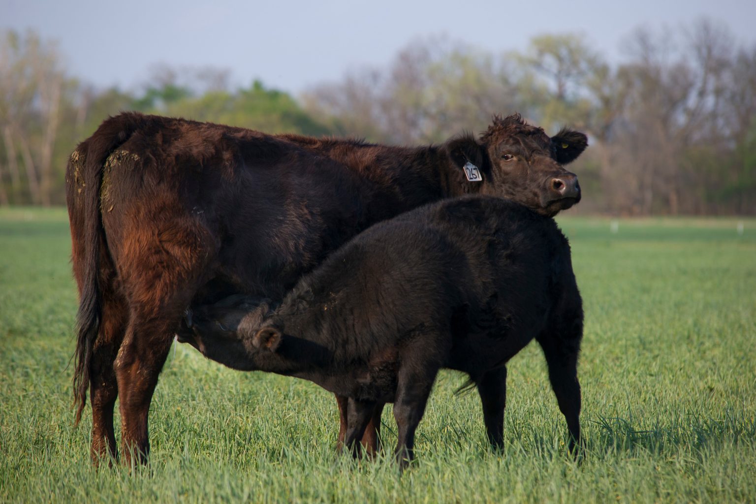 Weaning Strategies for Calves: Insights from K-State’s Dr. AJ Tarpoff ...
