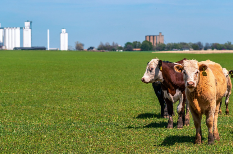 Wheat grazing draws to a close with first hollow stem on the horizon - Oklahoma Farm Report
