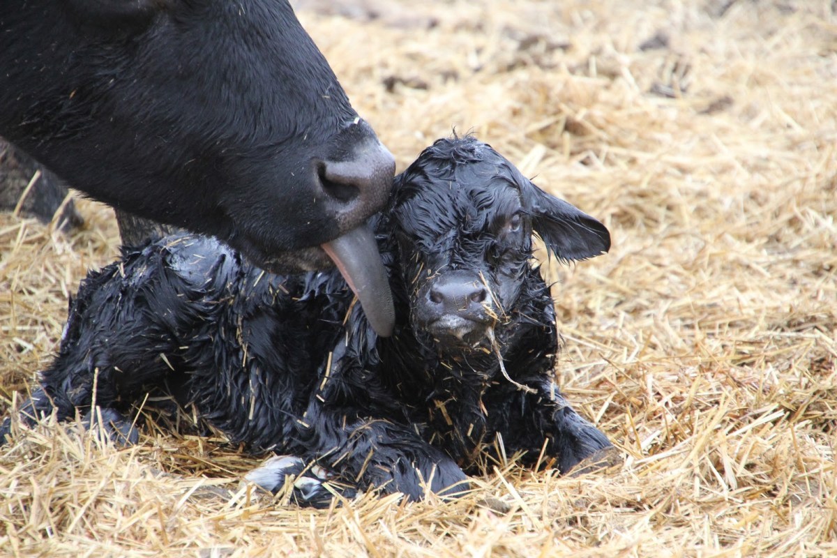 When to Assist with the Calving Process – the Three Stages of ...