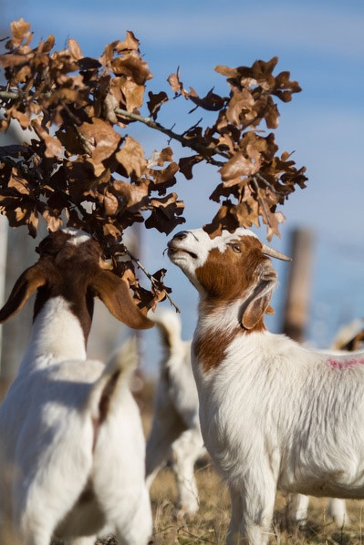 Oklahoma Farm Report - All Meat Goats - All the Time