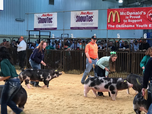 Oklahoma Farm Report - Purebred Gilts Lead Off the Show Activities at ...