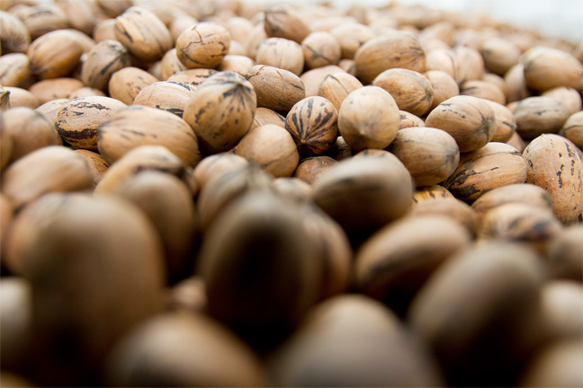 Oklahoma Farm Report - Grab Your Lawnchairs for a Native Pecan Field ...