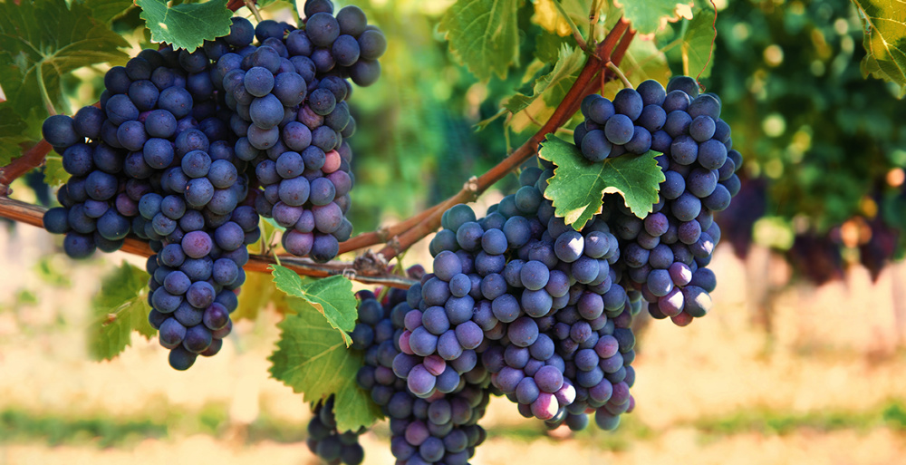Oklahoma Farm Report - Get Prepared for Grape-Growing Season with Grape ...