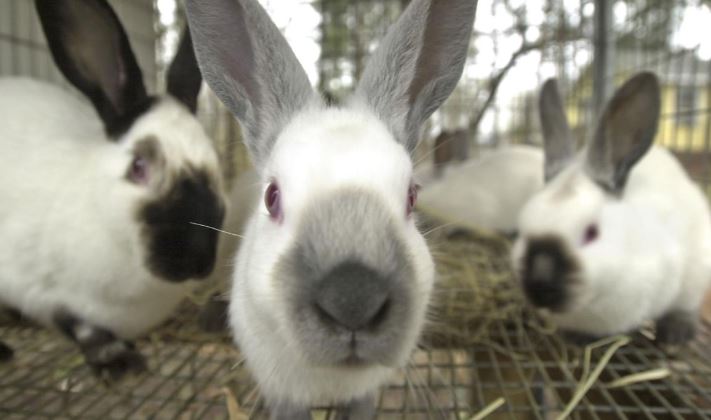 Oklahoma Farm Report - All Rabbit Exhibitions Banned in Oklahoma for ...