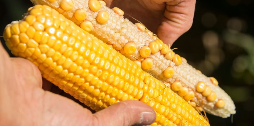 Oklahoma Farm Report - Oklahoma Corn Looking Good but still in Need of ...