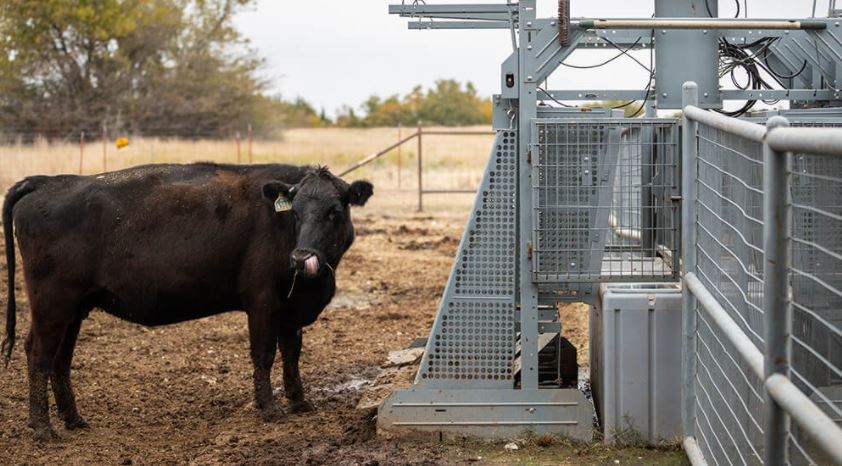 Oklahoma Farm Report - Stocker Cattle Transitioning to Wheat Pasture ...