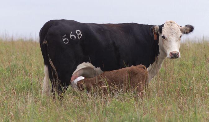 Oklahoma Farm Report - Dr. Glenn Selk on the The 3 stages of ...