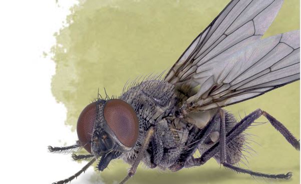 Oklahoma Farm Report - Altosid® IGR, the Industry Standard for Horn Fly ...