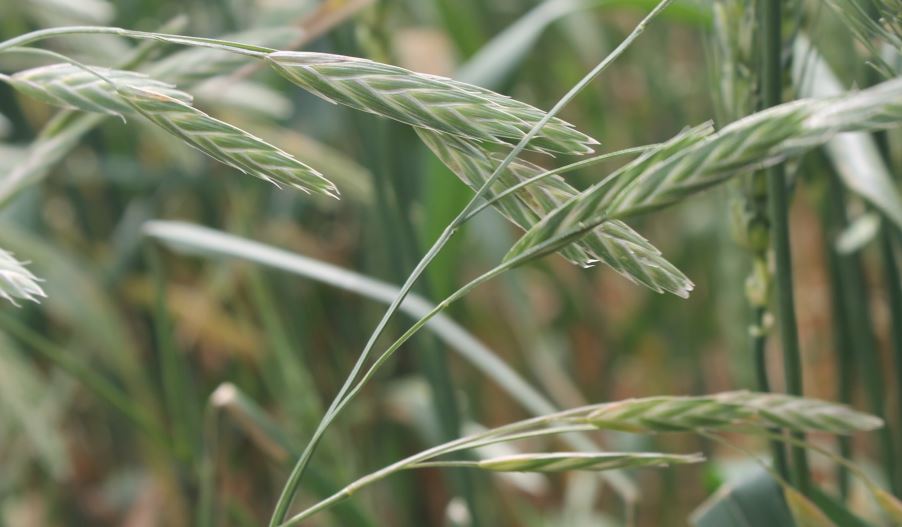 Oklahoma Farm Report - NIFA Grant research targets Noxious Rescuegrass Weed