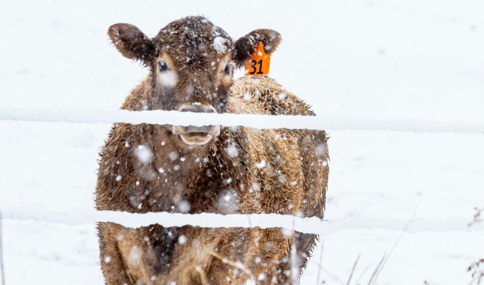 Oklahoma Farm Report - Cold Weather Nutrition for Beef Cows