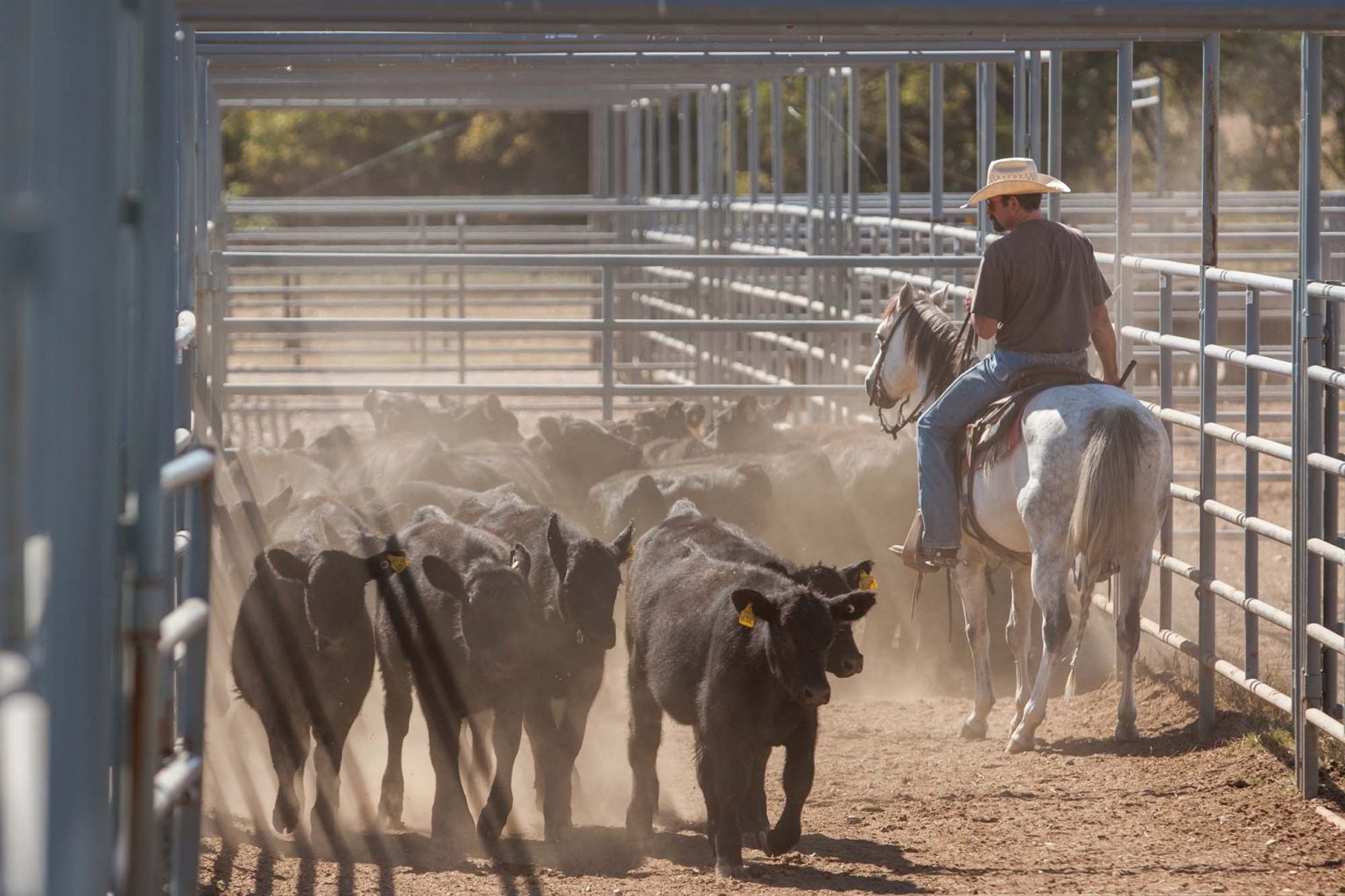 Slow is Fast and Fast is Slow: Safe Cattle Handling - Oklahoma Farm Report