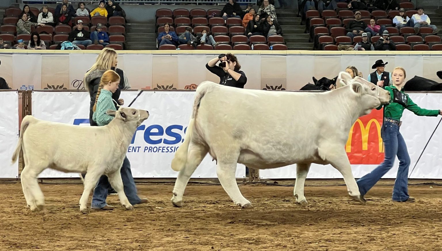 Angus Champ Named Supreme Champion Heifer- Owned by Alyson Friesen ...