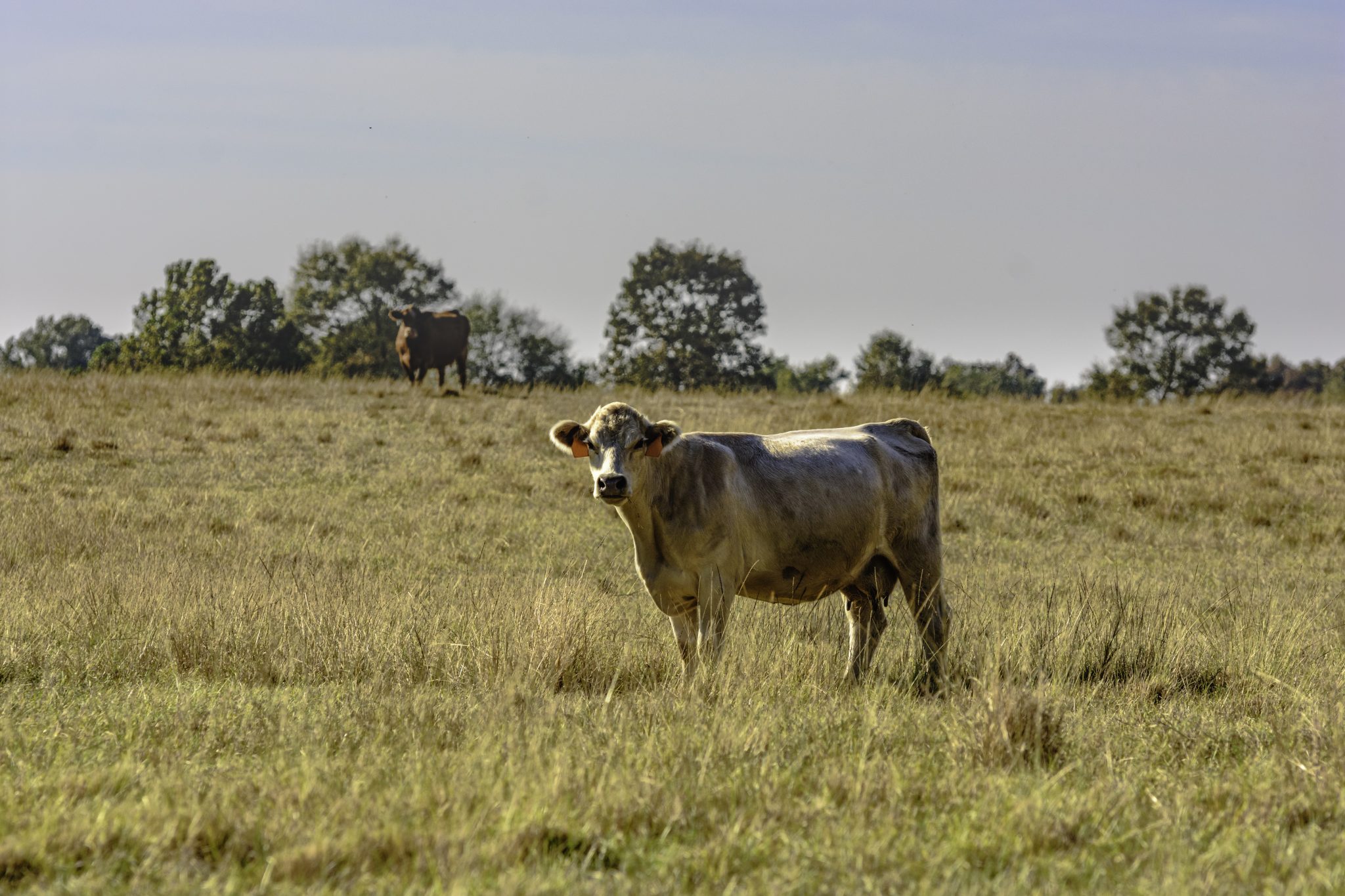 Pasture and Range Conditions Improve in Oklahoma and Texas - Oklahoma ...