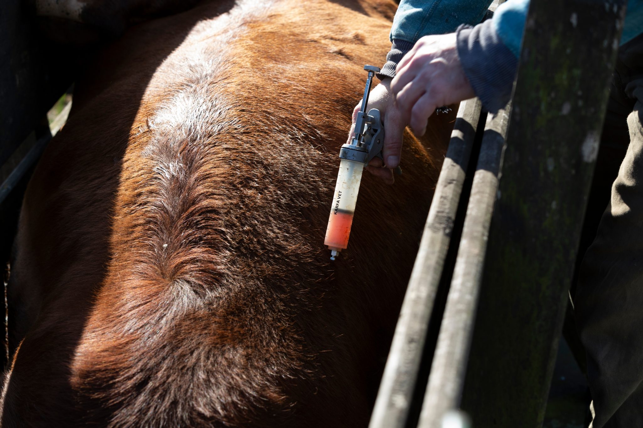 Developing a Center for Rural Veterinary Medicine with Dr. Rosslyn ...