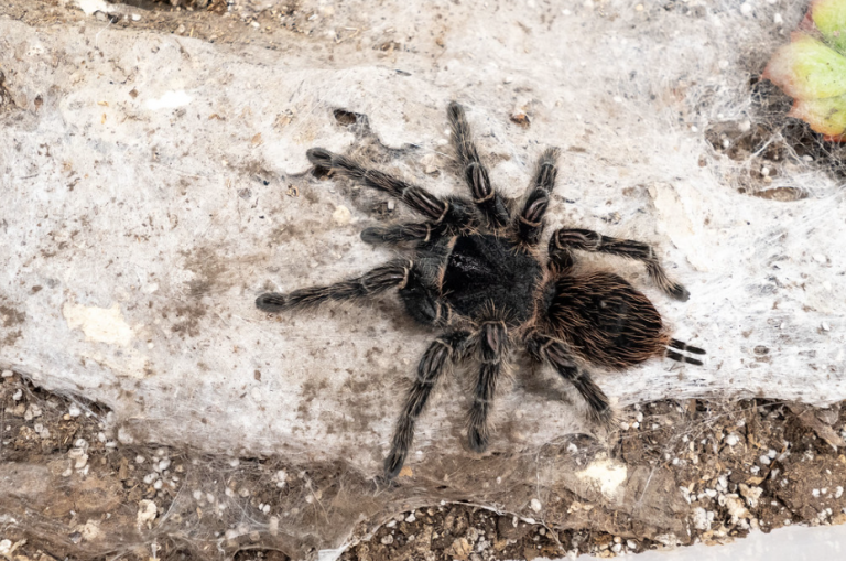 Male tarantulas on the prowl this fall season - Oklahoma Farm Report