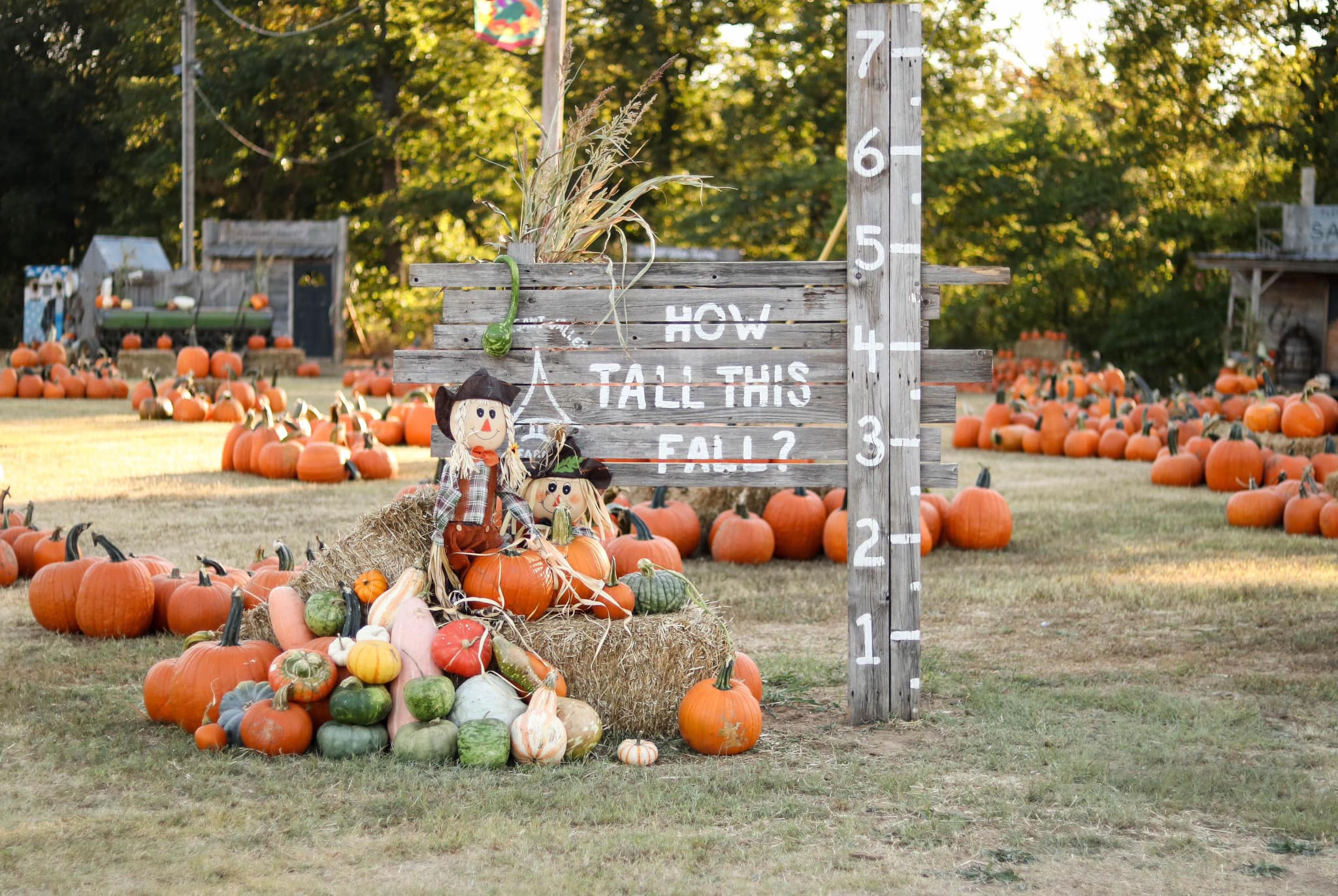 Enjoy the Fall Season with Oklahoma Pumpkin Patches and Mazes ...