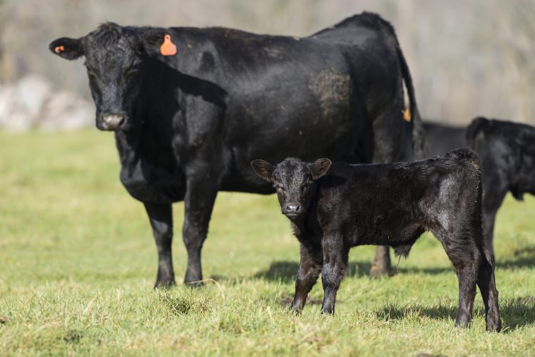 Calving Management to Reduce Disease Risk - Oklahoma Farm Report