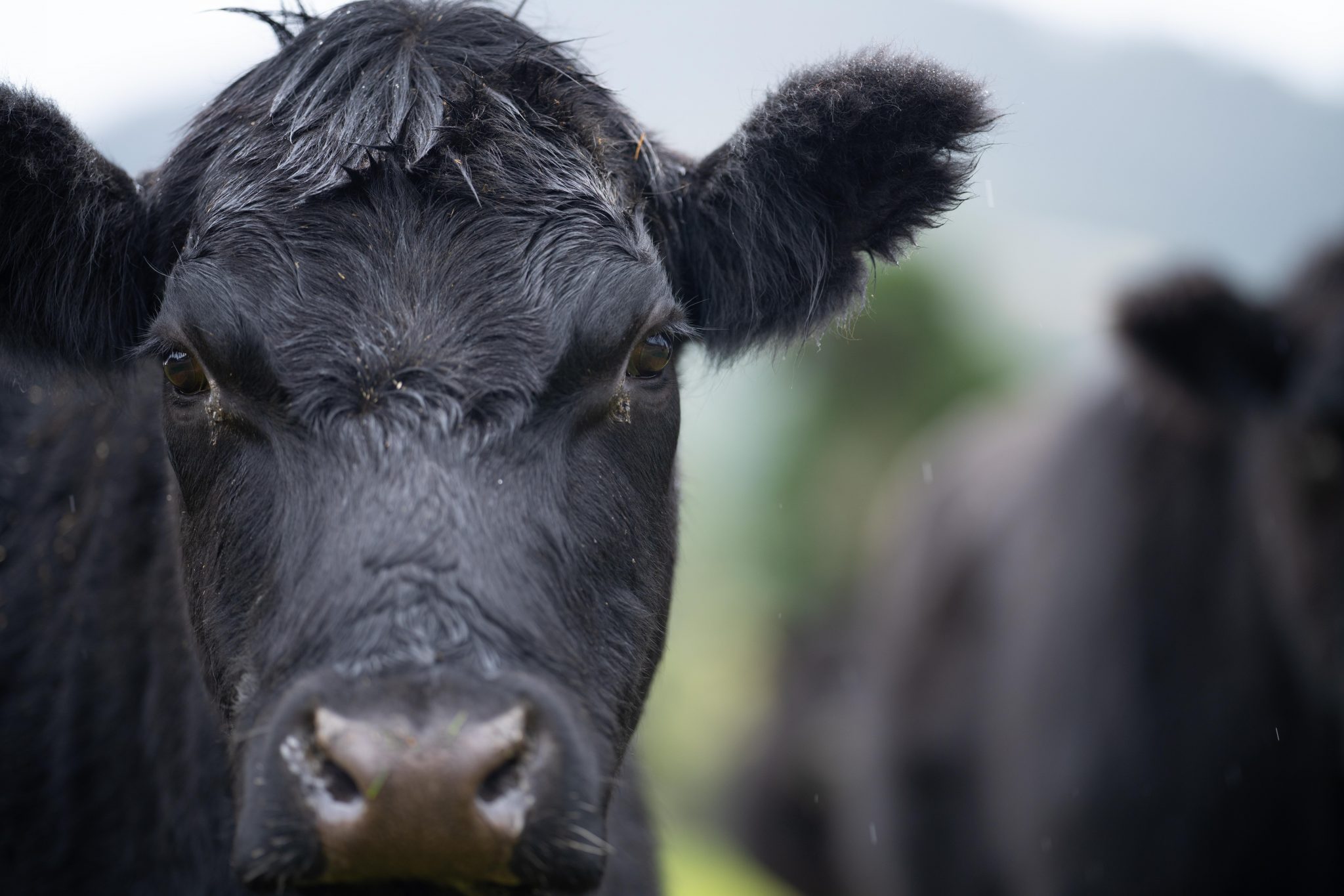 Reducing Mature Weight and Increasing Cow Productivity - Oklahoma Farm ...