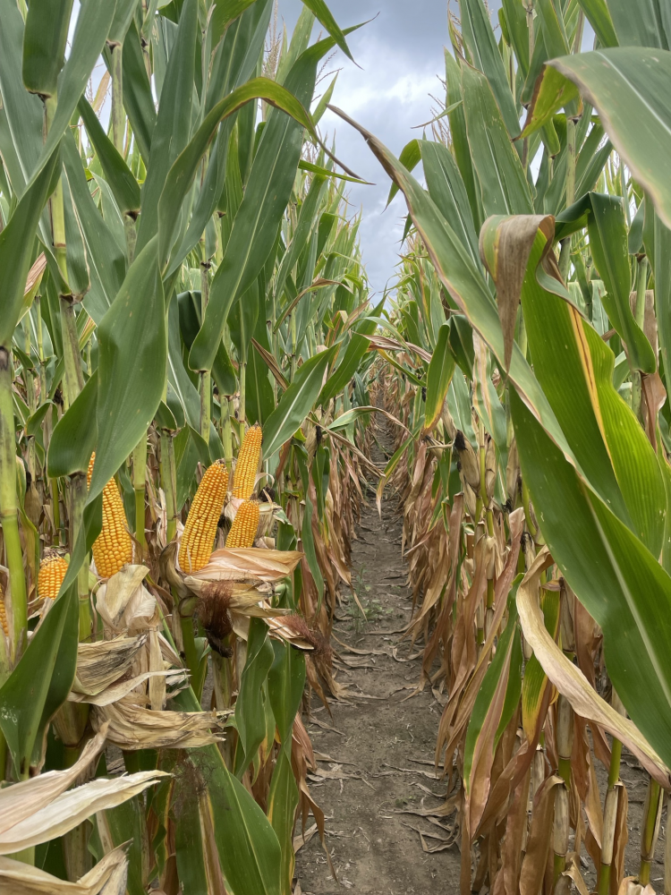 How Farmers Grew a Record Corn Crop in a Season Marked by Dryness ...
