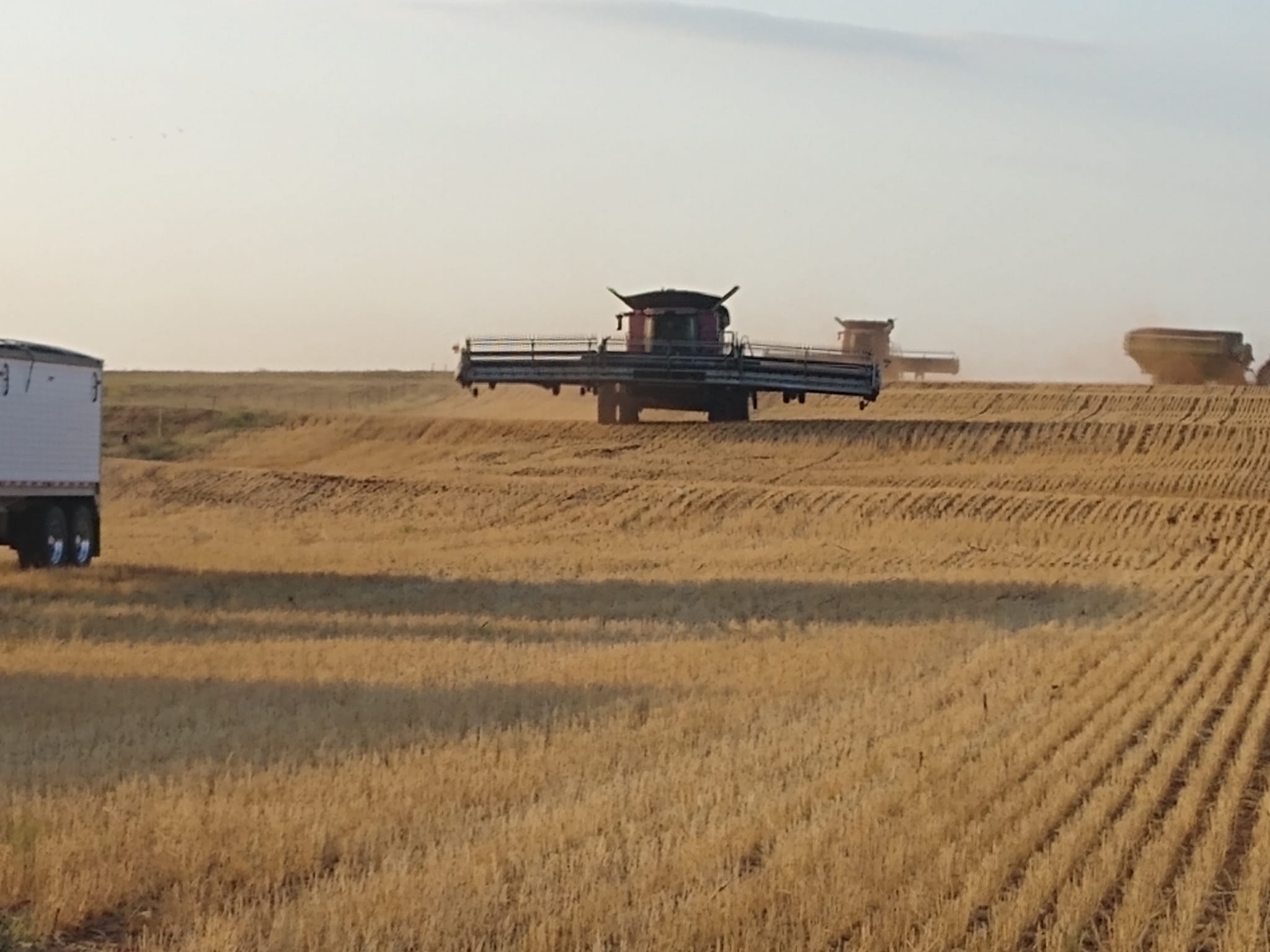 Wheat Harvest Begins in Texas, according to this week’s Crop Progress ...