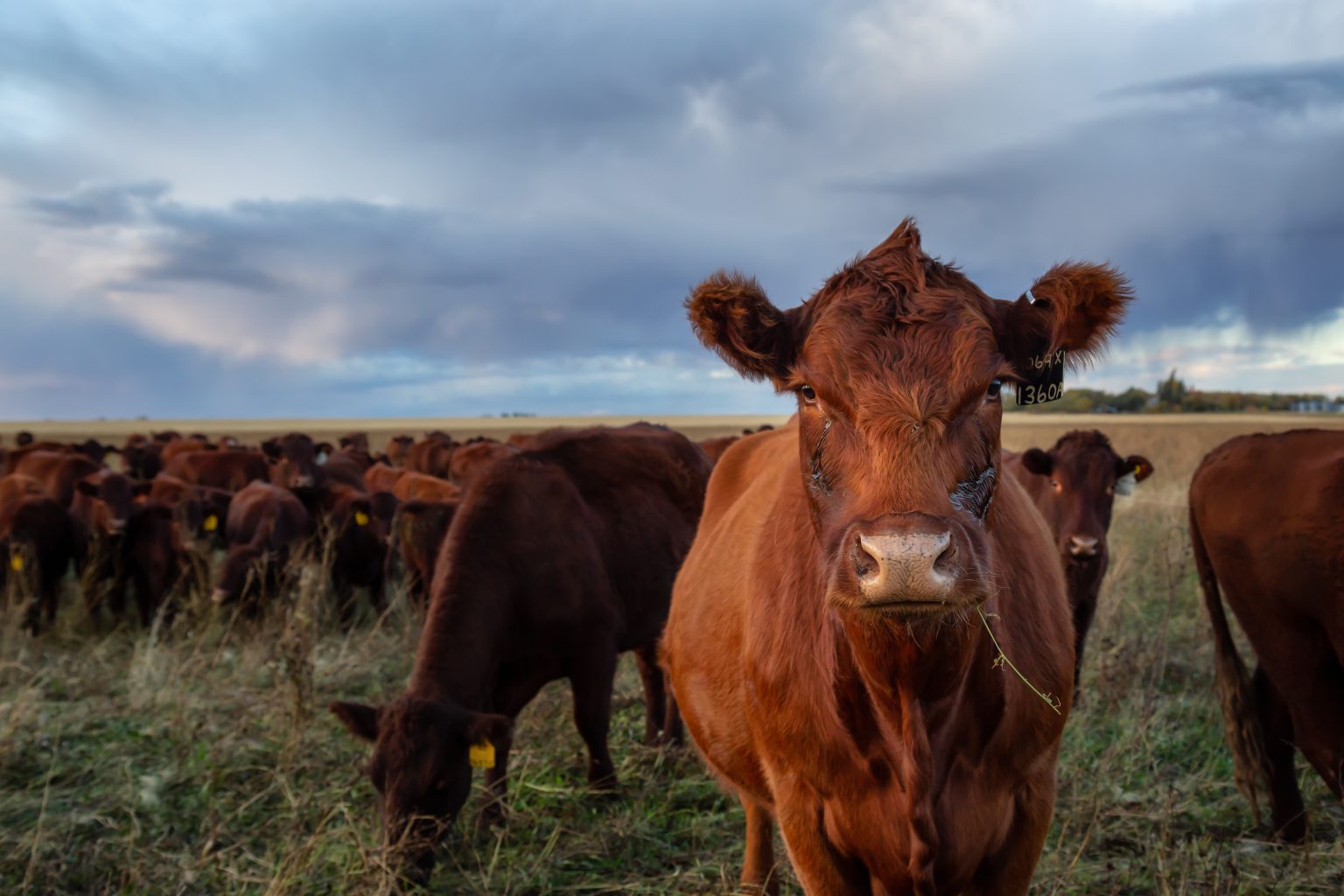 Cow Calf Corner David Lalman: Estimating Feed Intake in Beef Cows ...