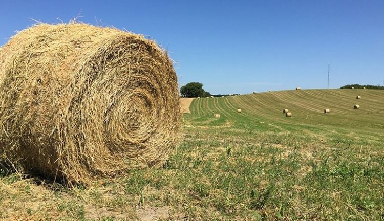 Hay Trade Slow to Steady - Oklahoma Farm Report