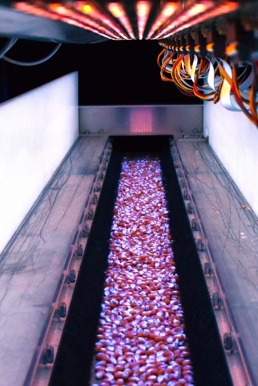 BioLumic Pioneers New Seed Traits with Seed Company Partners - Oklahoma ...