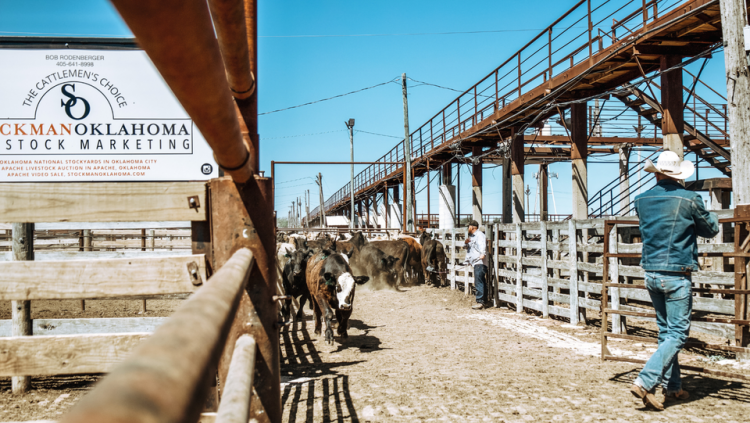 Bob Rodenberger Discusses Record Cattle Prices and Market Conditions ...