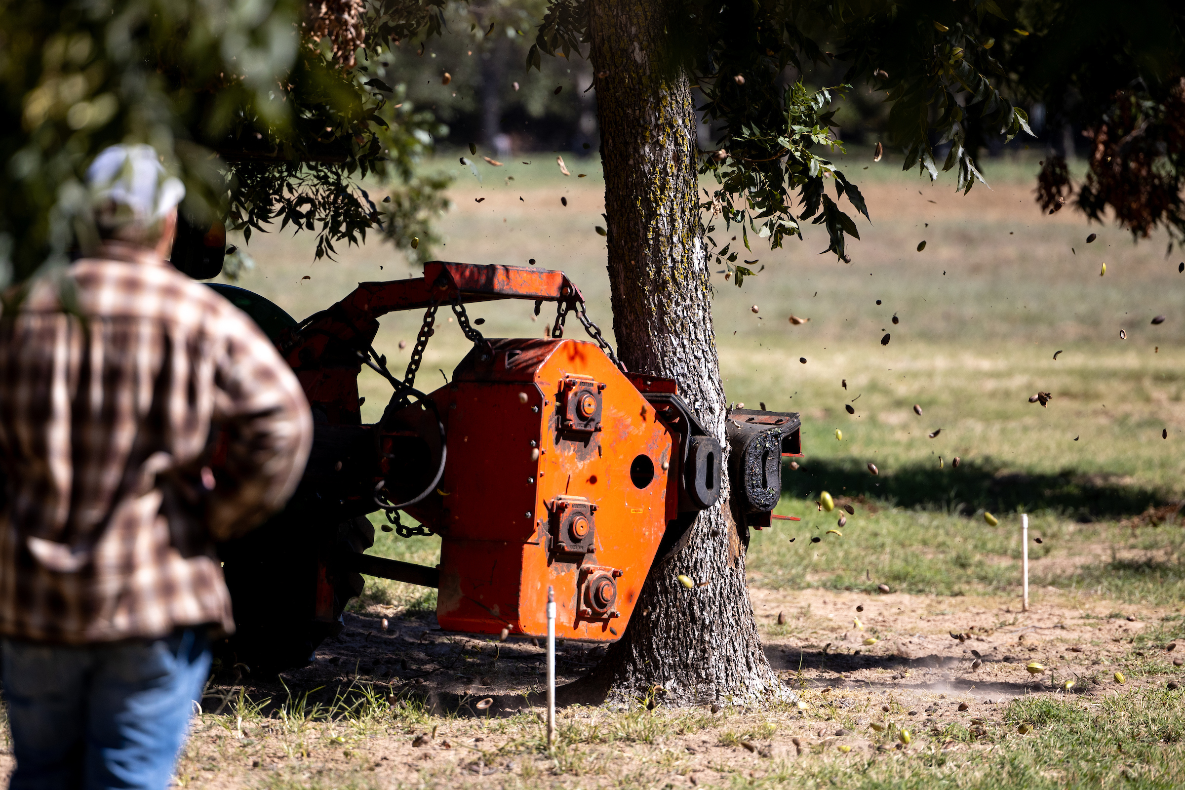 Types Of Pecan Trees In Oklahoma
