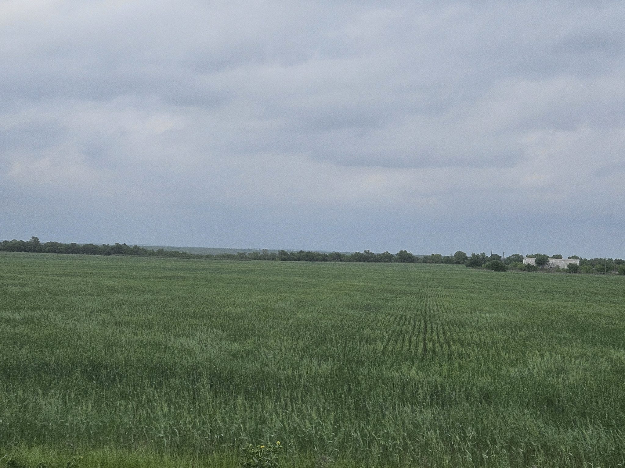 National and Local Winter Wheat Conditions Improve according to Latest ...