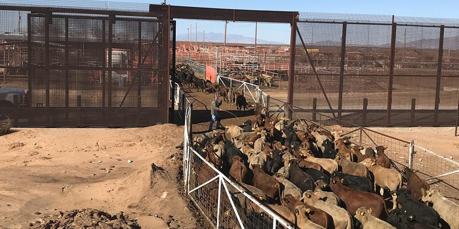 Secretary Rollins Suspends Live Animal Imports Through Ports of Entry ...