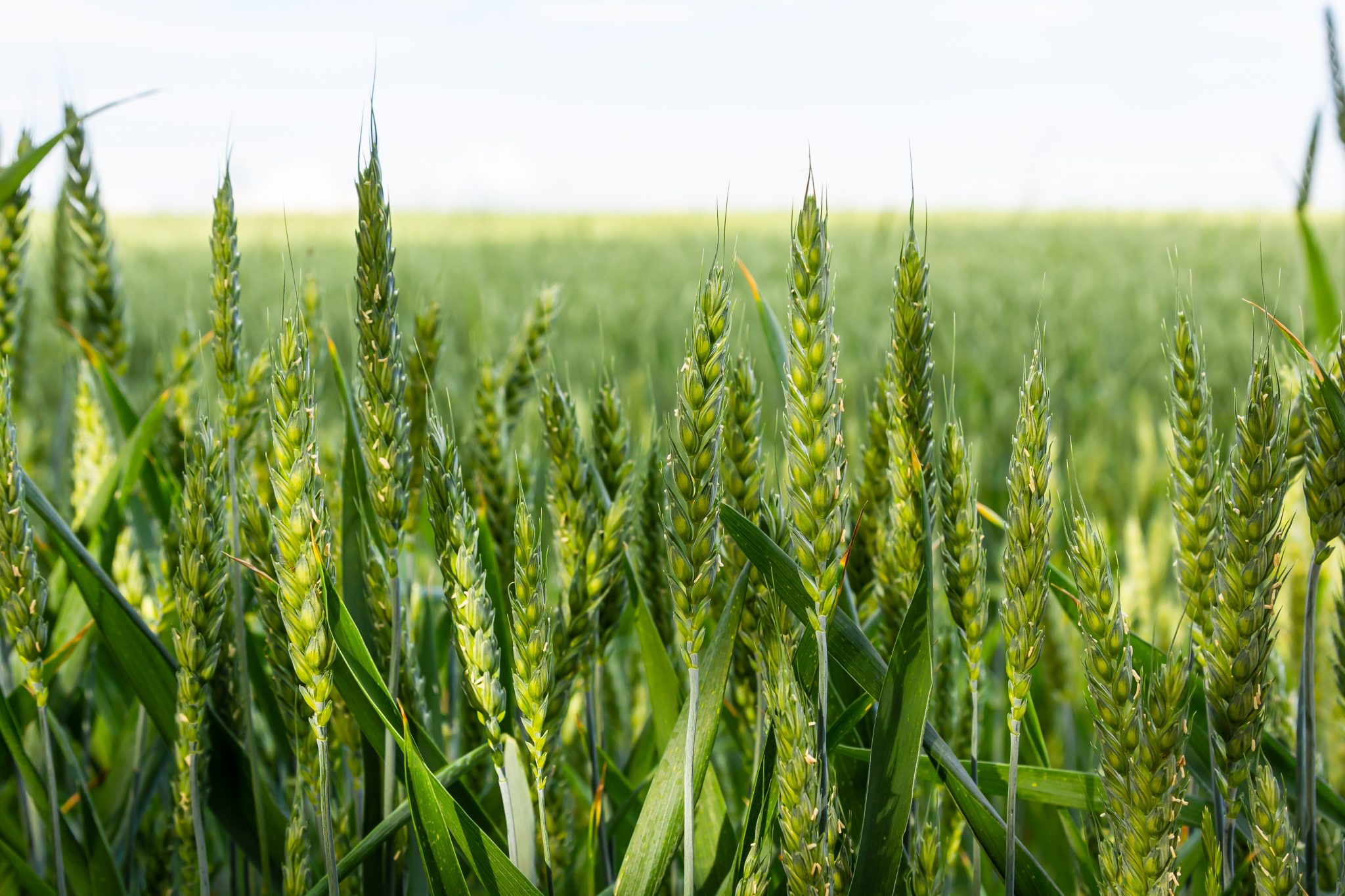 USDA Forecasts Large Corn and Soybean Crops for 2025-26, Wheat ...