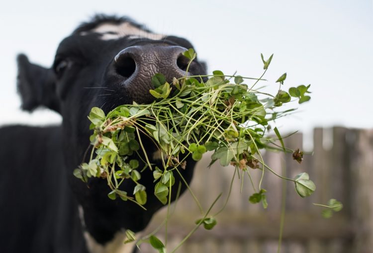Paul Beck: Enhancing Pastures with Annual Clovers - Oklahoma Farm Report