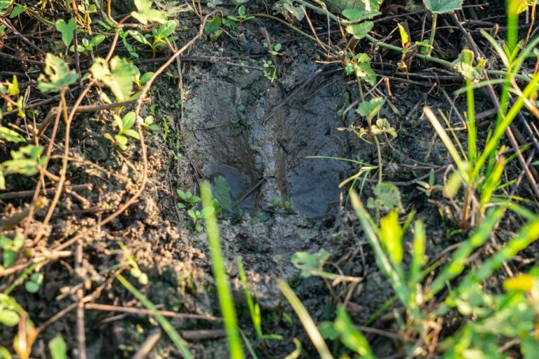 OSU’s Marty New on Foot Rot in Grazing Cattle on Wet Pastures ...