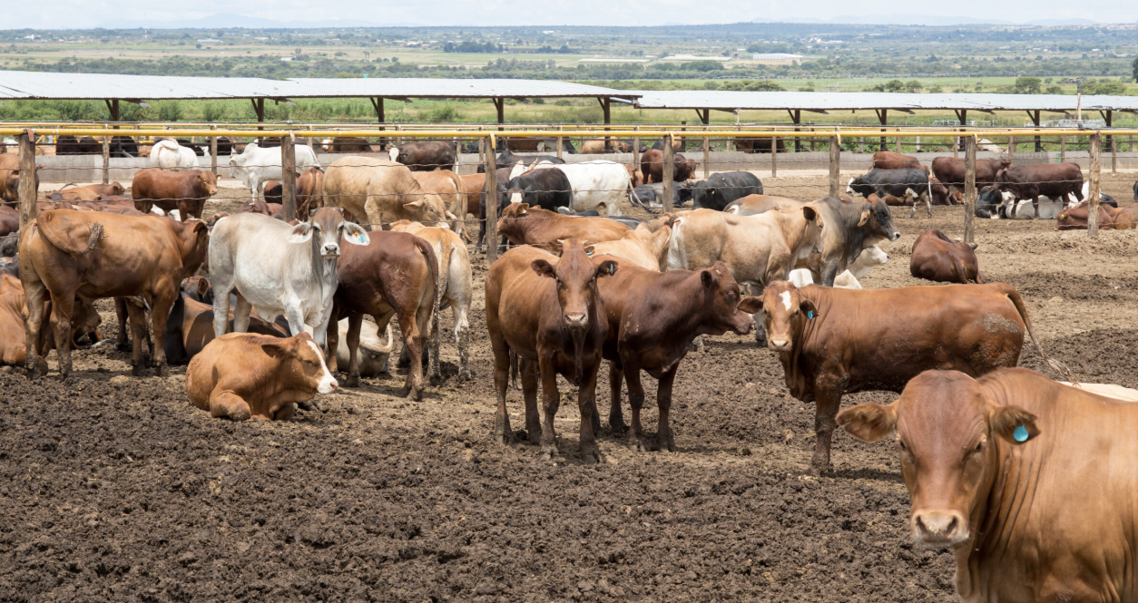 The Cost of Growth: Balancing Carcass Size and Cow Efficiency With Dr ...