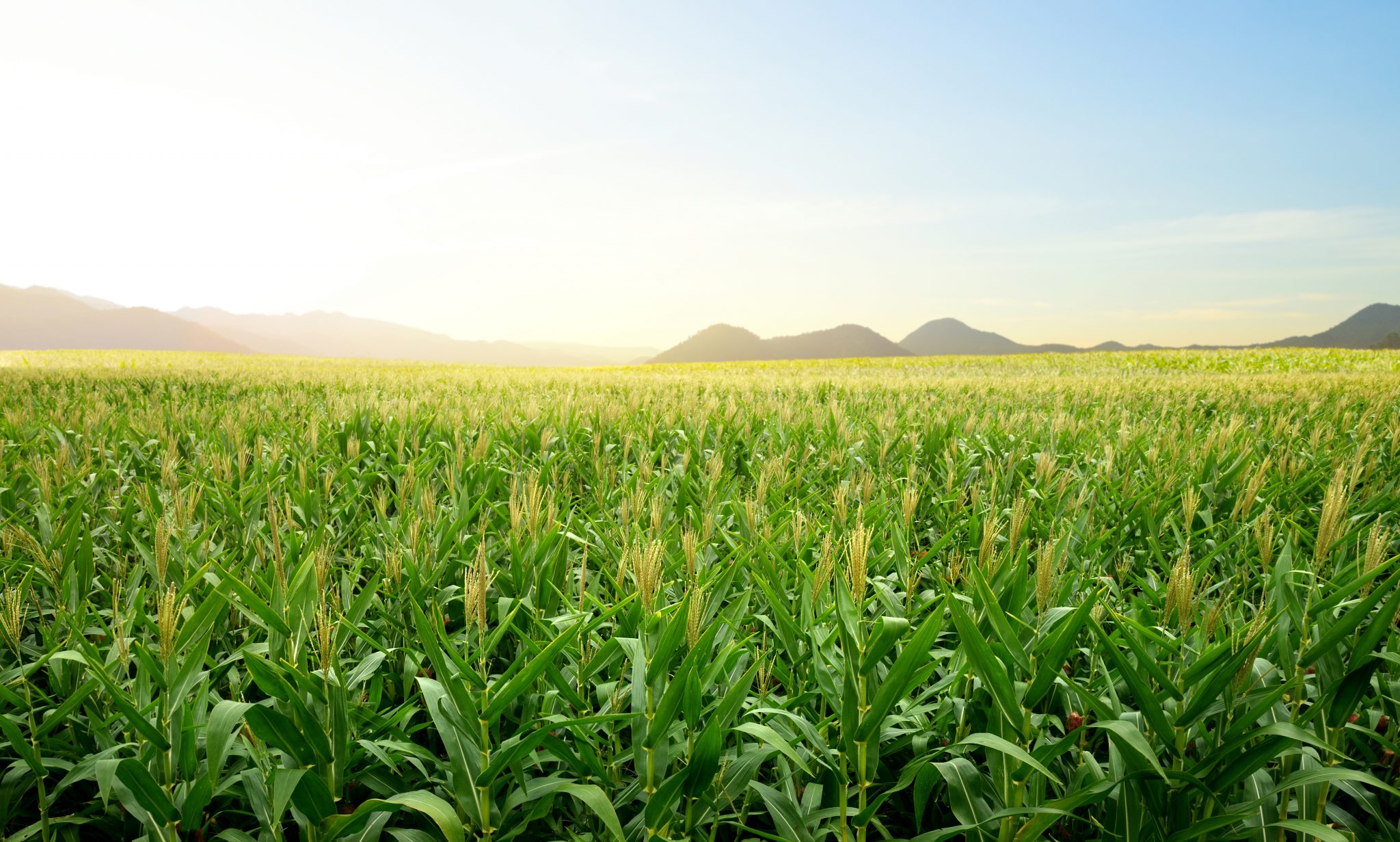 US Corn Crop Hits Record High, Sparking Supply and Demand Debate ...