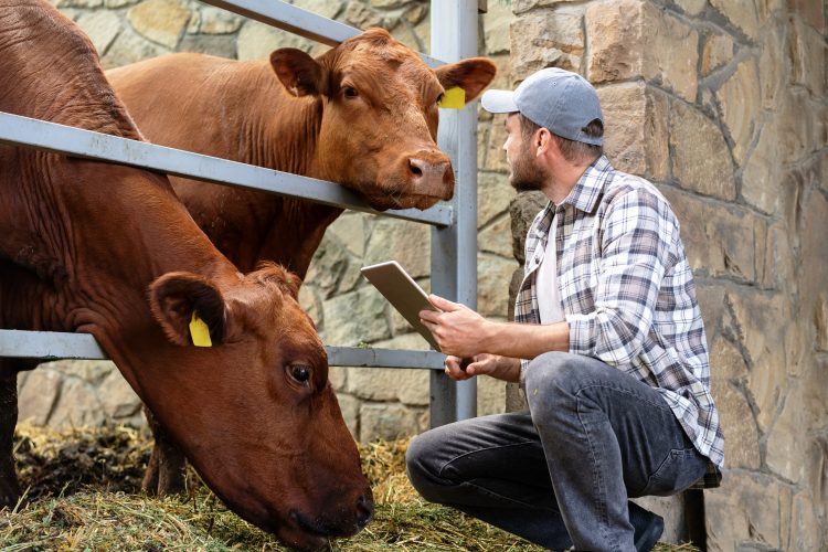 Battling BRD: Why Year-Round Vaccination is Crucial for Calf Health and ...