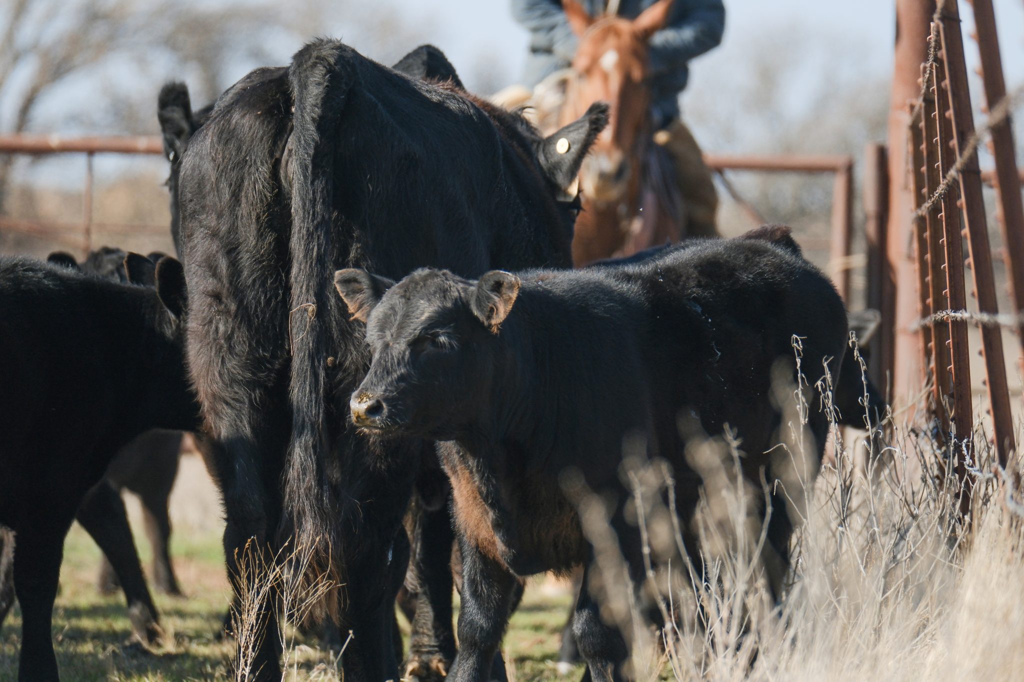 Dr. Biggs Urges Cattle Producers to Prepare for New World Screw Worm ...