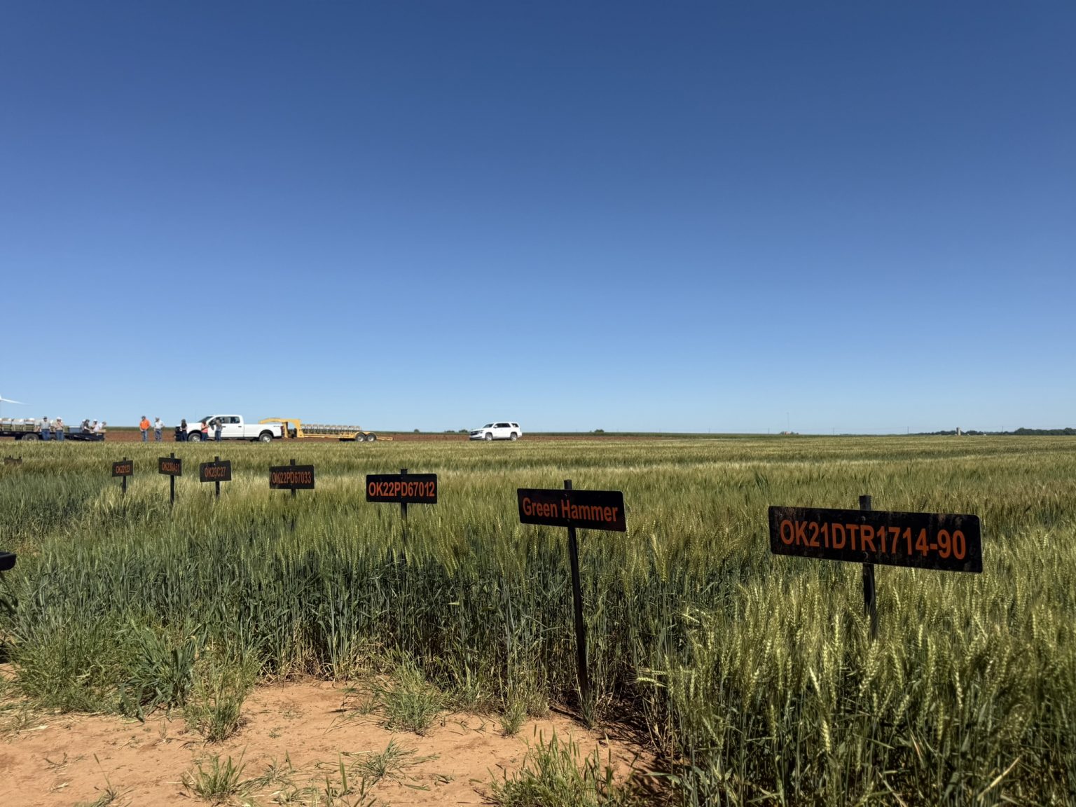 Dr. Brett Carver: OSU Wheat Varieties Show Strength Amid Drought and ...