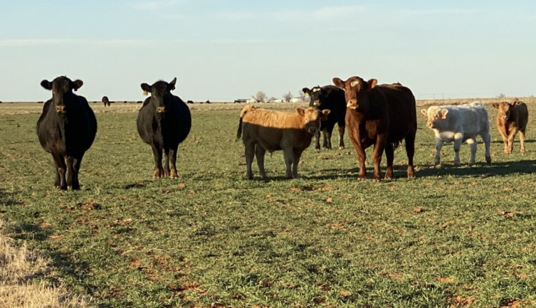 Cow Calf Corner Mark Johnson: Build Back Better – Replacement Heifers ...