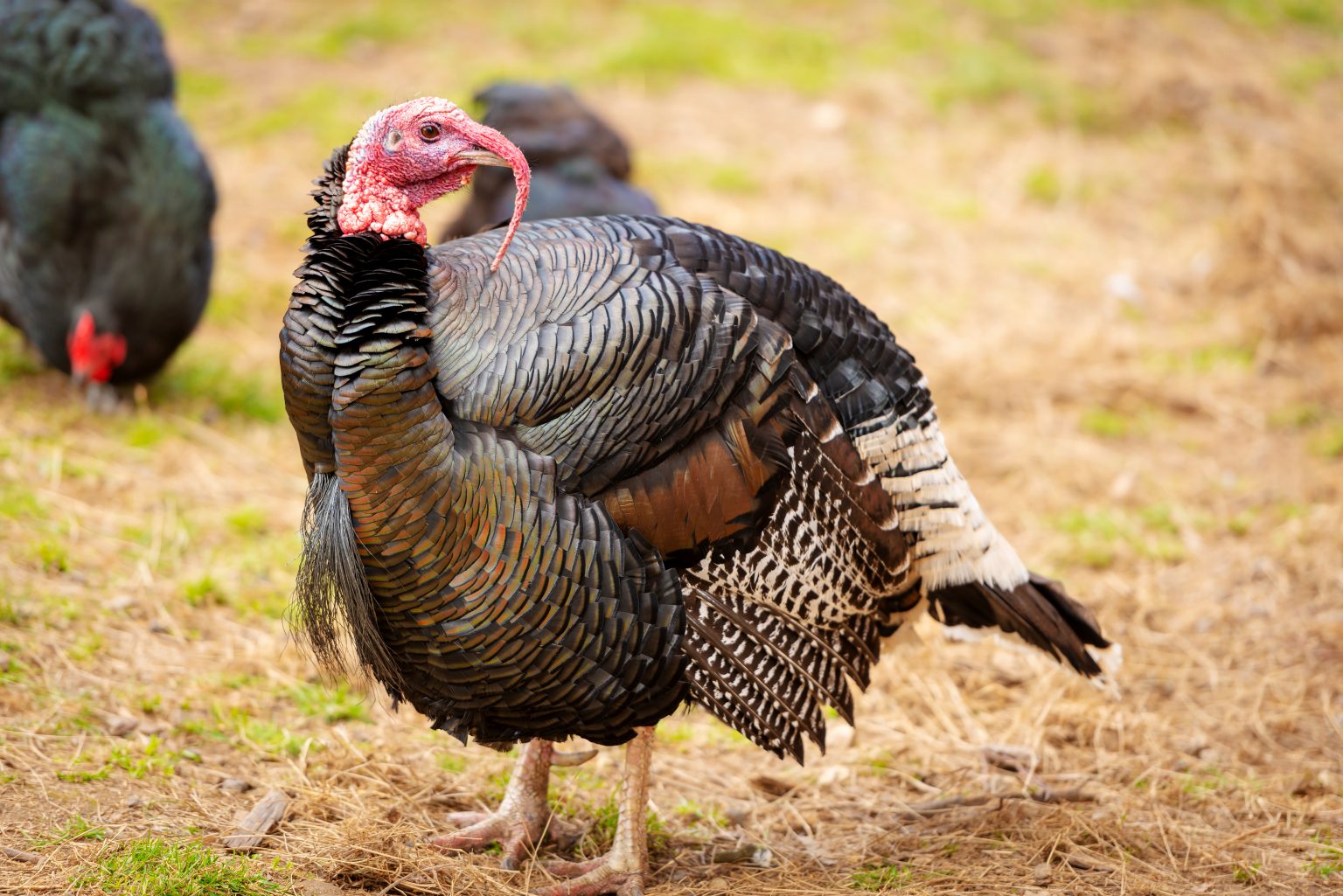 Some Special Prices for Turkey Day - Oklahoma Farm Report