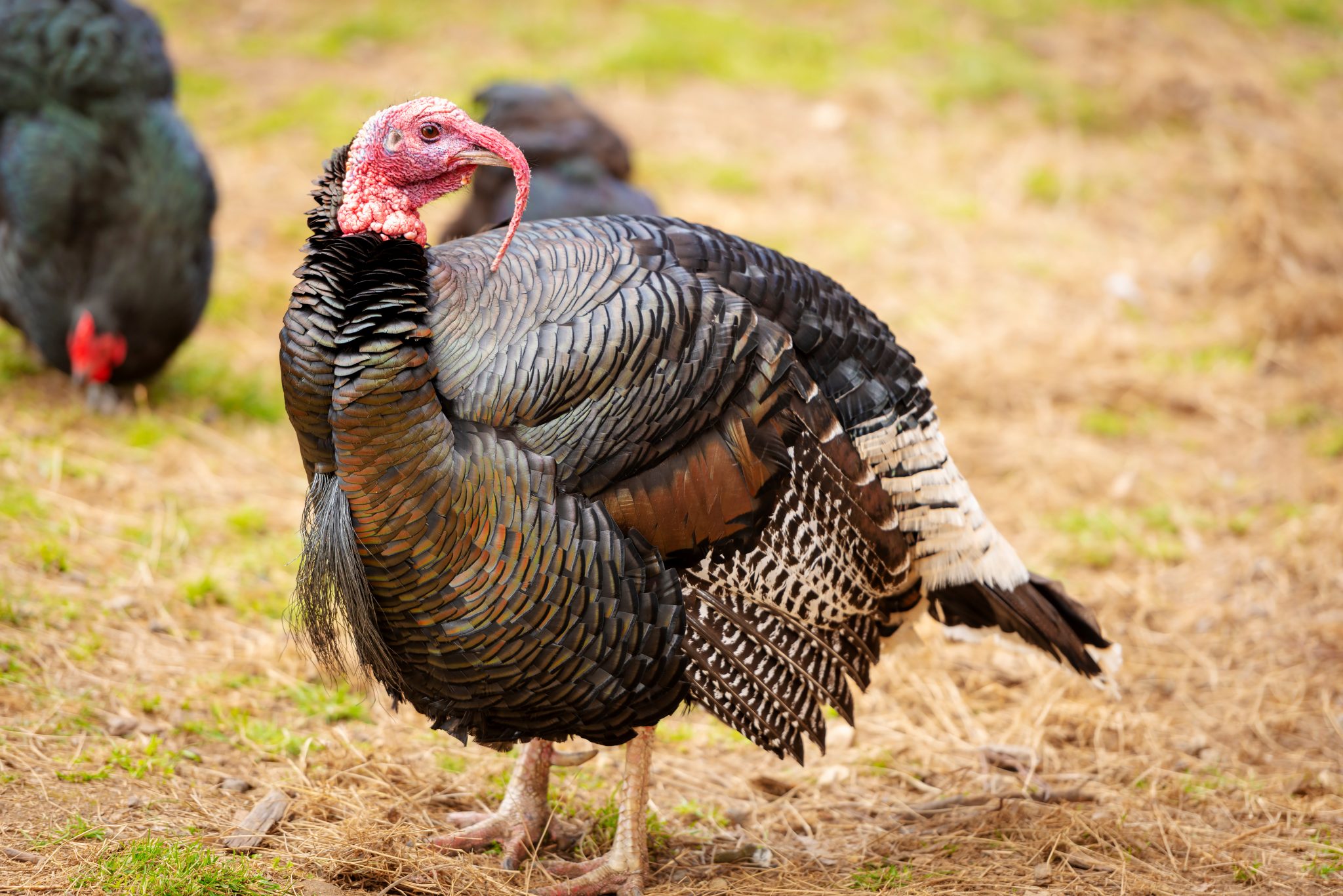 Some Special Prices for Turkey Day - Oklahoma Farm Report