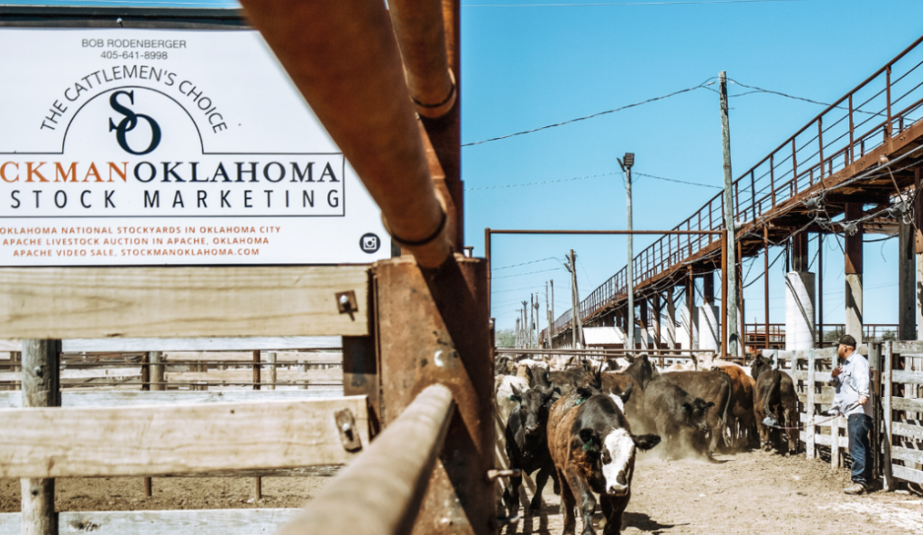 Bob Rodenberger Talks ‘Full Tilt’ Calf Prices, and Herd Rebuilding Realities - Oklahoma Farm Report