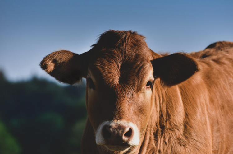 Cow Calf Corner Mark Johnson: Building Better Genotypes – Selection and ...