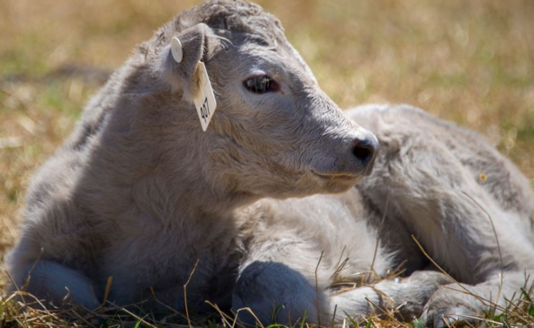 Cow Calf Corner Paul Beck: Preconditioned Calves Add Value to Stocker ...