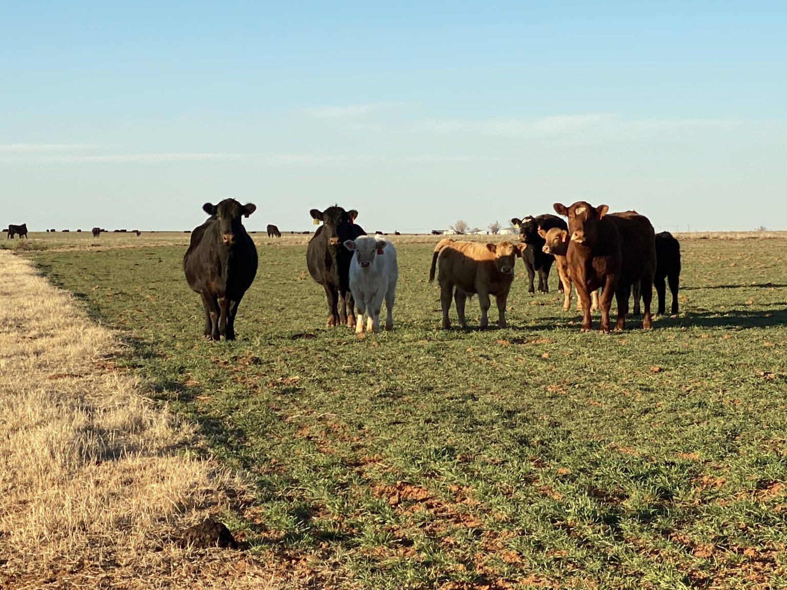 Two Big Cattle Reports This Month - Oklahoma Farm Report