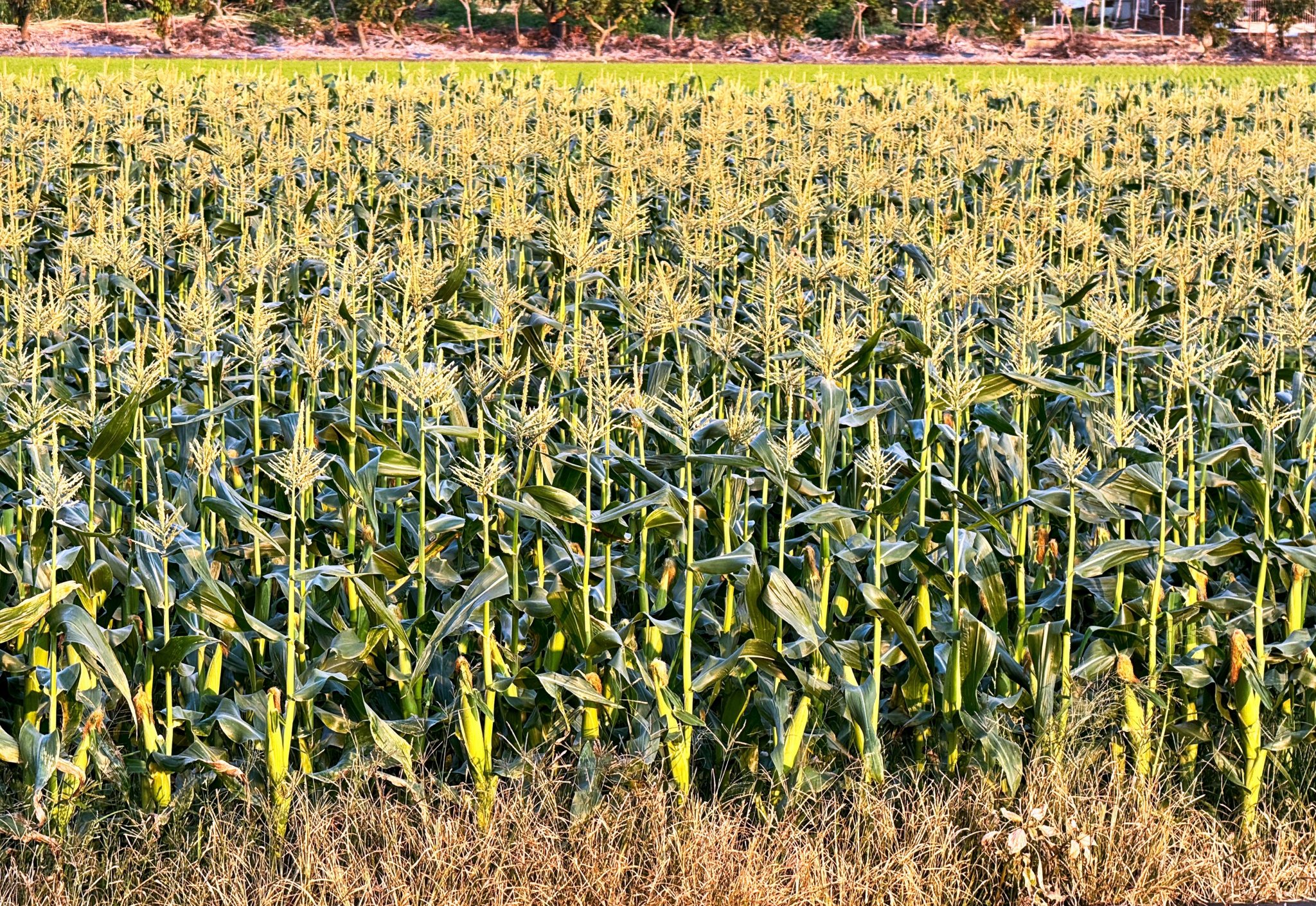 OSU’s Dr. Todd Hubbs Breaks Down ‘Brutal’ USDA Report: Corn Glut and ...