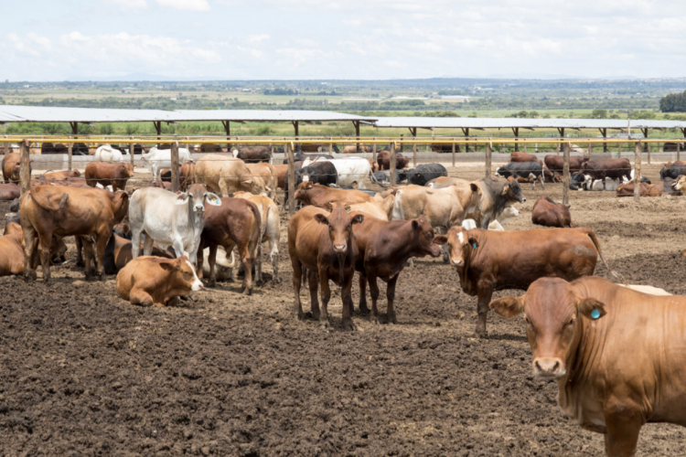 Cow Calf Corner Dr. Derrell Peel: Arctic Blast and Cattle on Feed ...