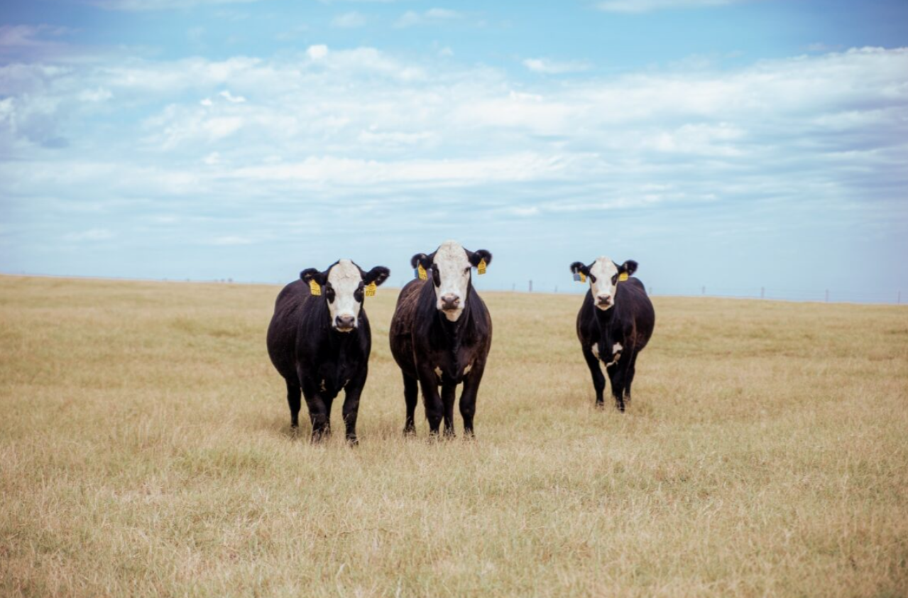 Cow Calf Corner Dr. Derrell Peel: February Cattle Market News ...