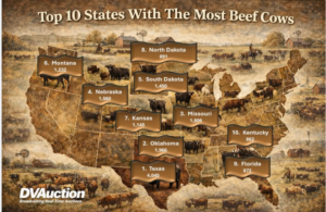 Top 10 States Now Control 57% of U.S. Beef Cow Herd - Oklahoma Farm Report